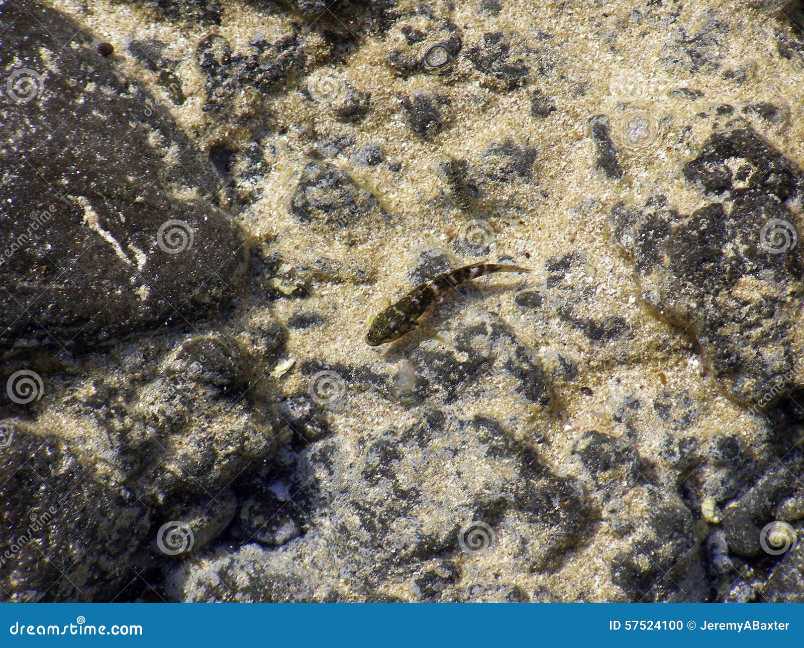 Rock Pool stock photo. Image of rock, pool, lanzarote - 57524100