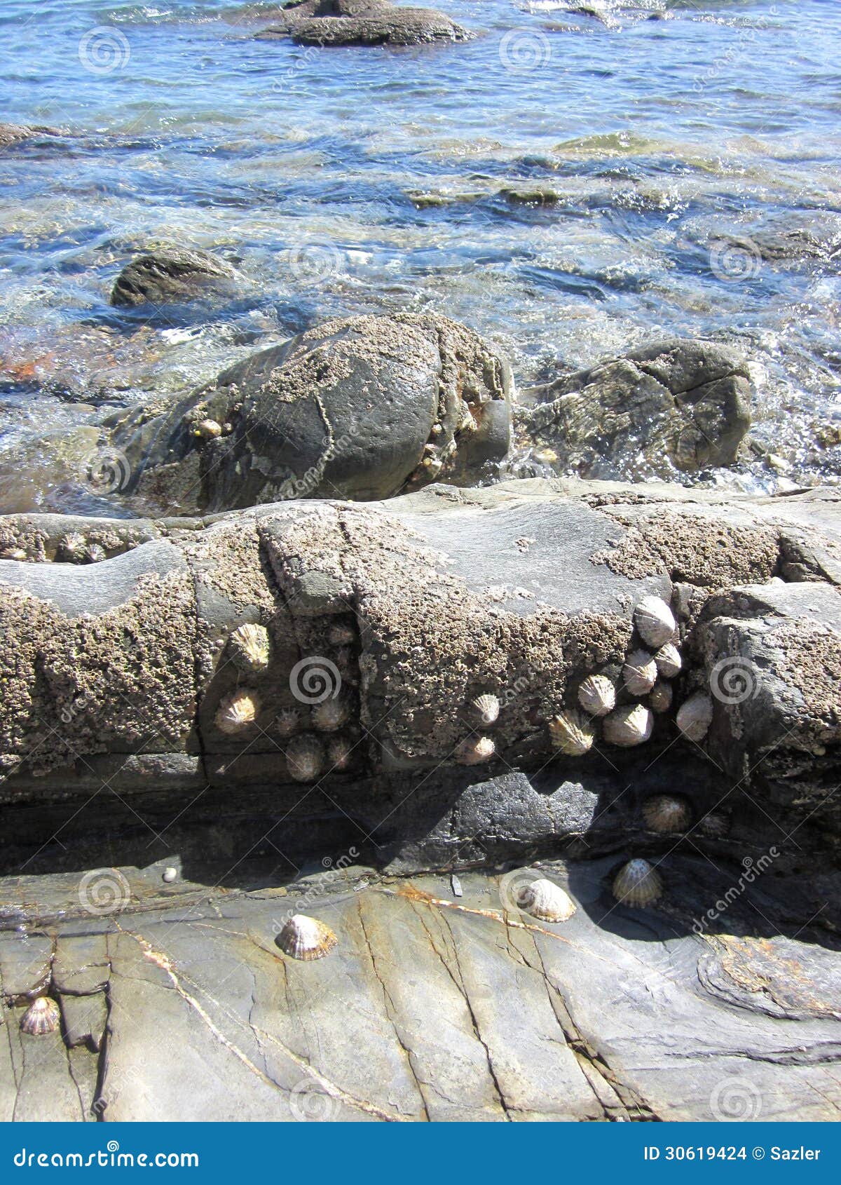 Rock Pool stock photo. Image of conical, snails, rocks - 30619424