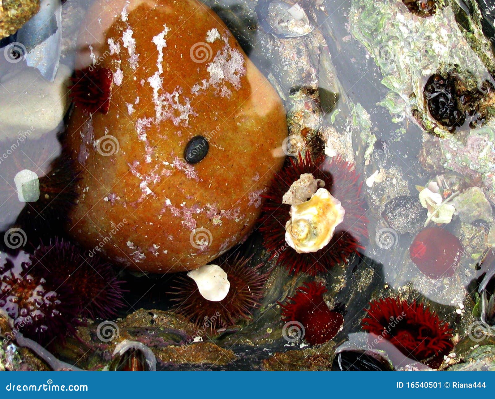 Rock pool marine life stock image. Image of silver, ocean - 16540501