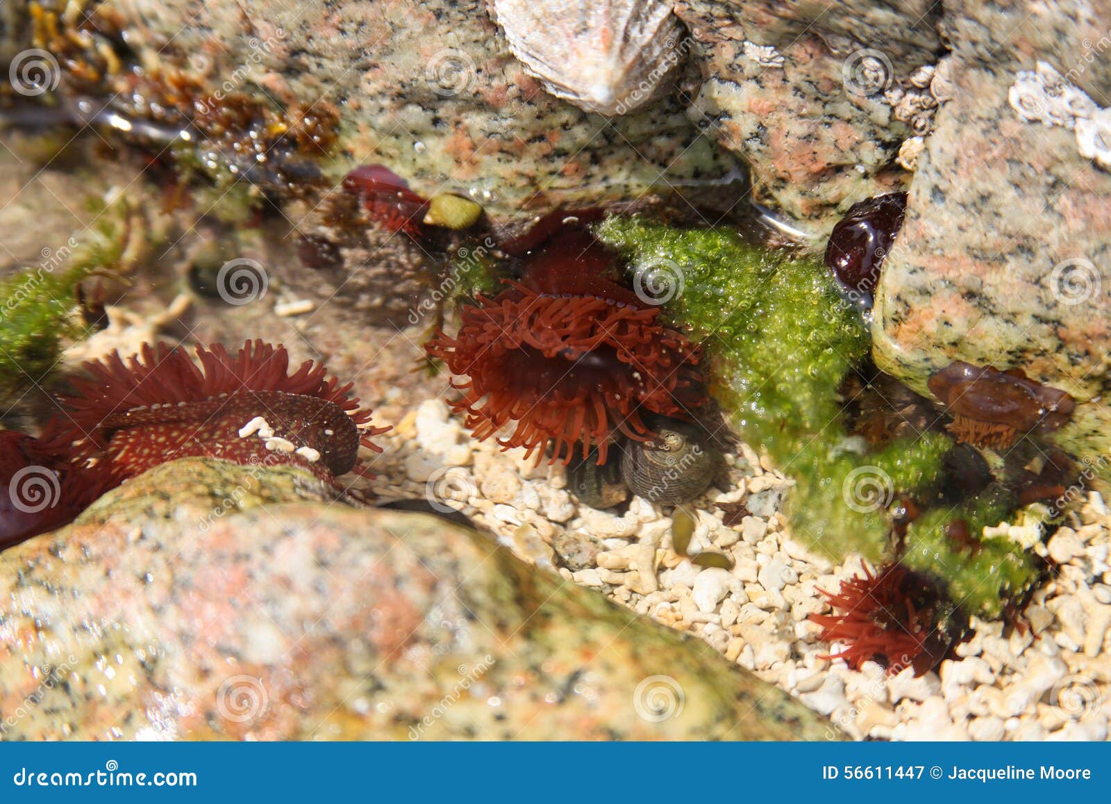 Rock Pool stock image. Image of rock, seascape, creature - 56611447