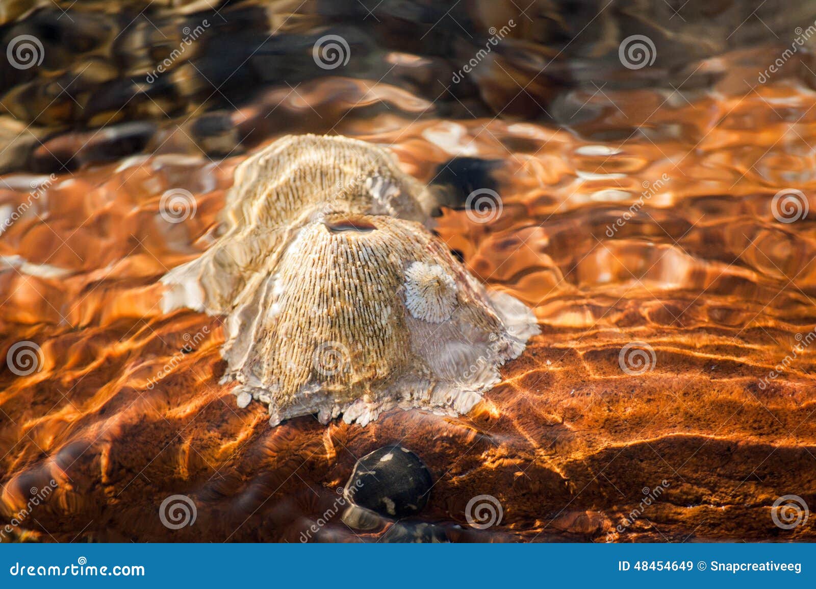Rock pool shells stock image. Image of natural, beach - 48454649