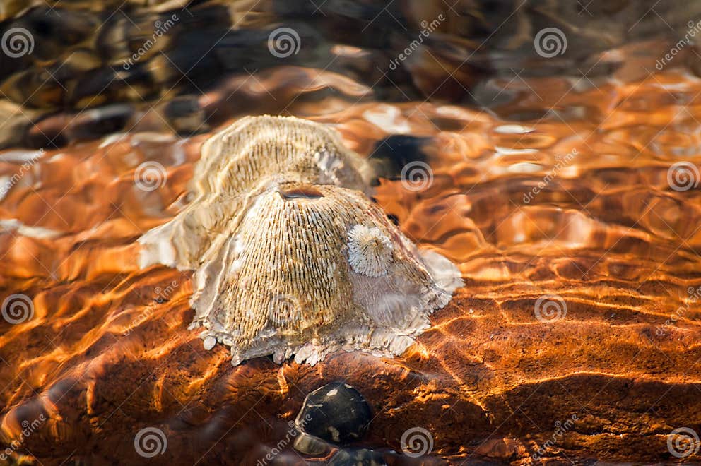 Rock pool shells stock image. Image of natural, beach - 48454649