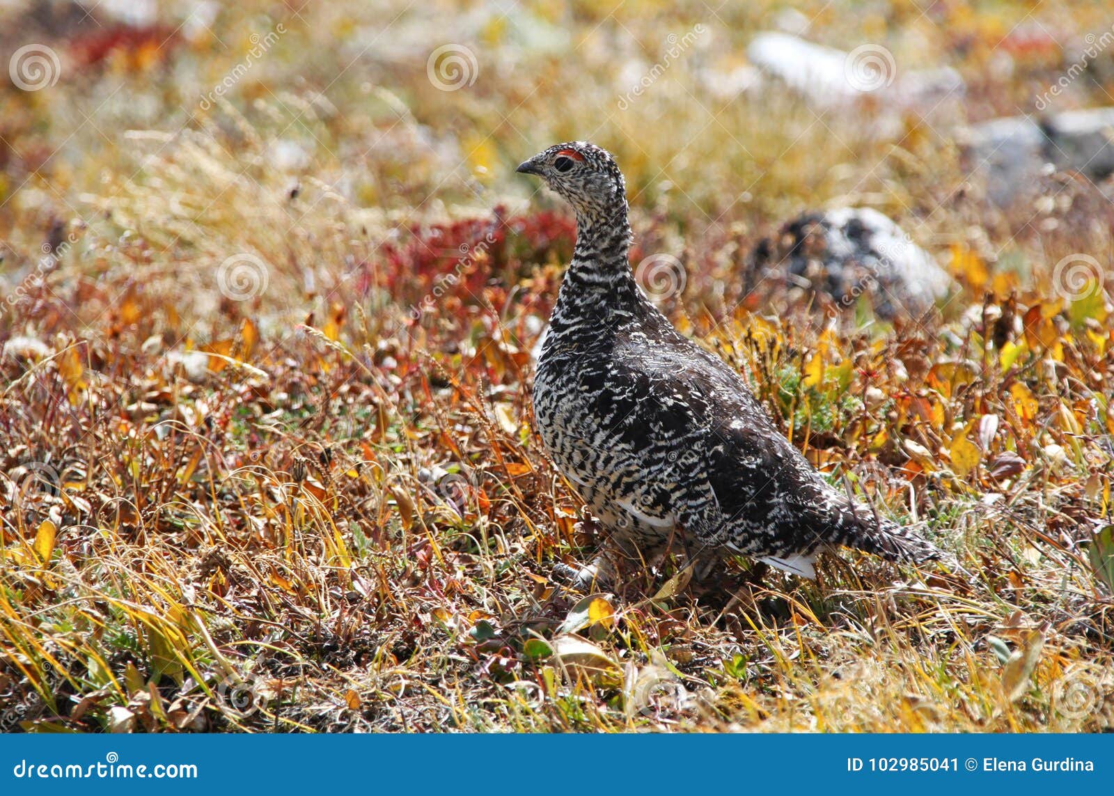 Rock Ptarmigan, Lagopus Muta Stock Image - Image of siberia, lagopus ...