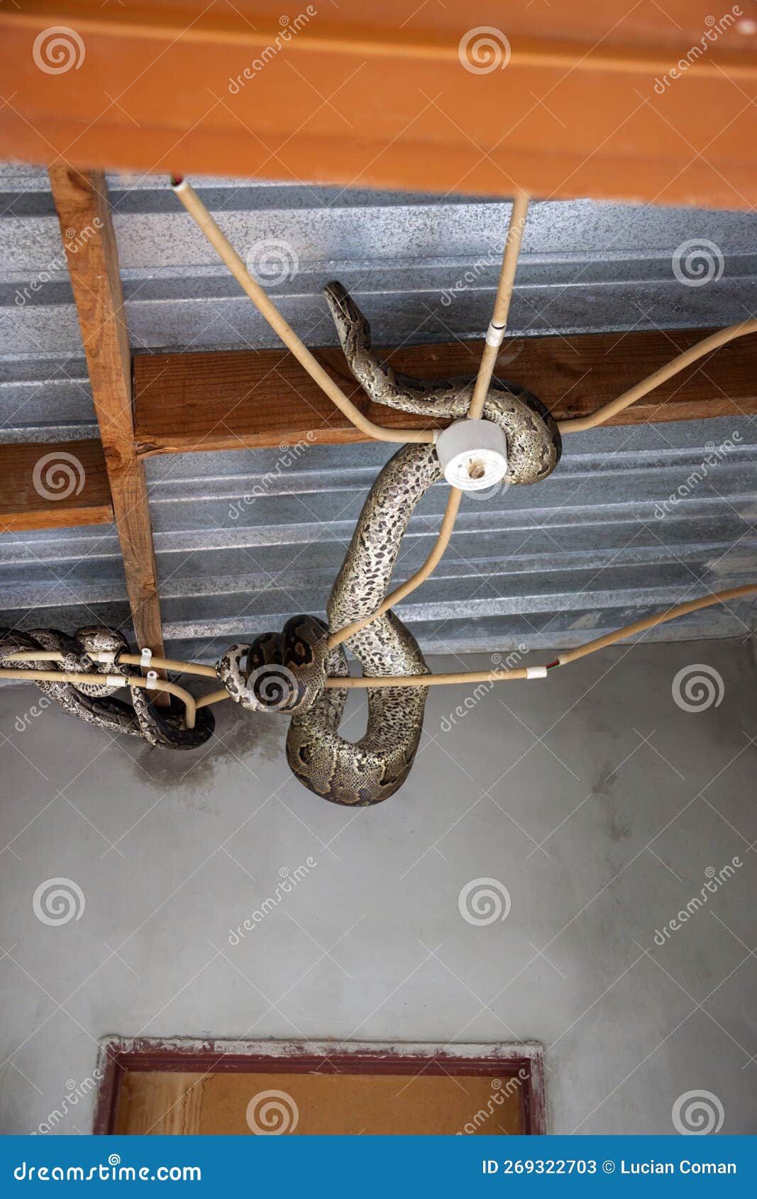 Rock python stock image. Image of ceiling, reptile, broken - 269322703