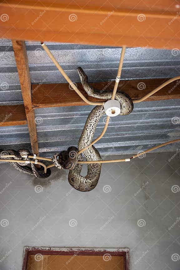 Rock python stock image. Image of ceiling, reptile, broken - 269322703