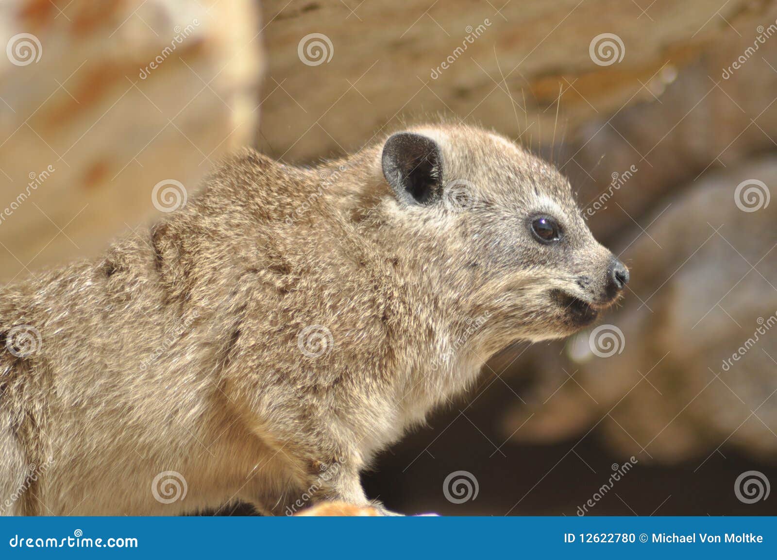 Rock rabbit stock photo. Image of brown, rocks, curious - 12622780