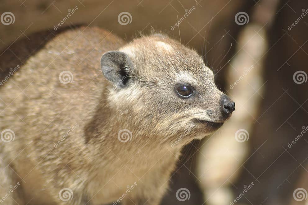 Rock rabbit stock photo. Image of nose, rabbit, rock - 12623014