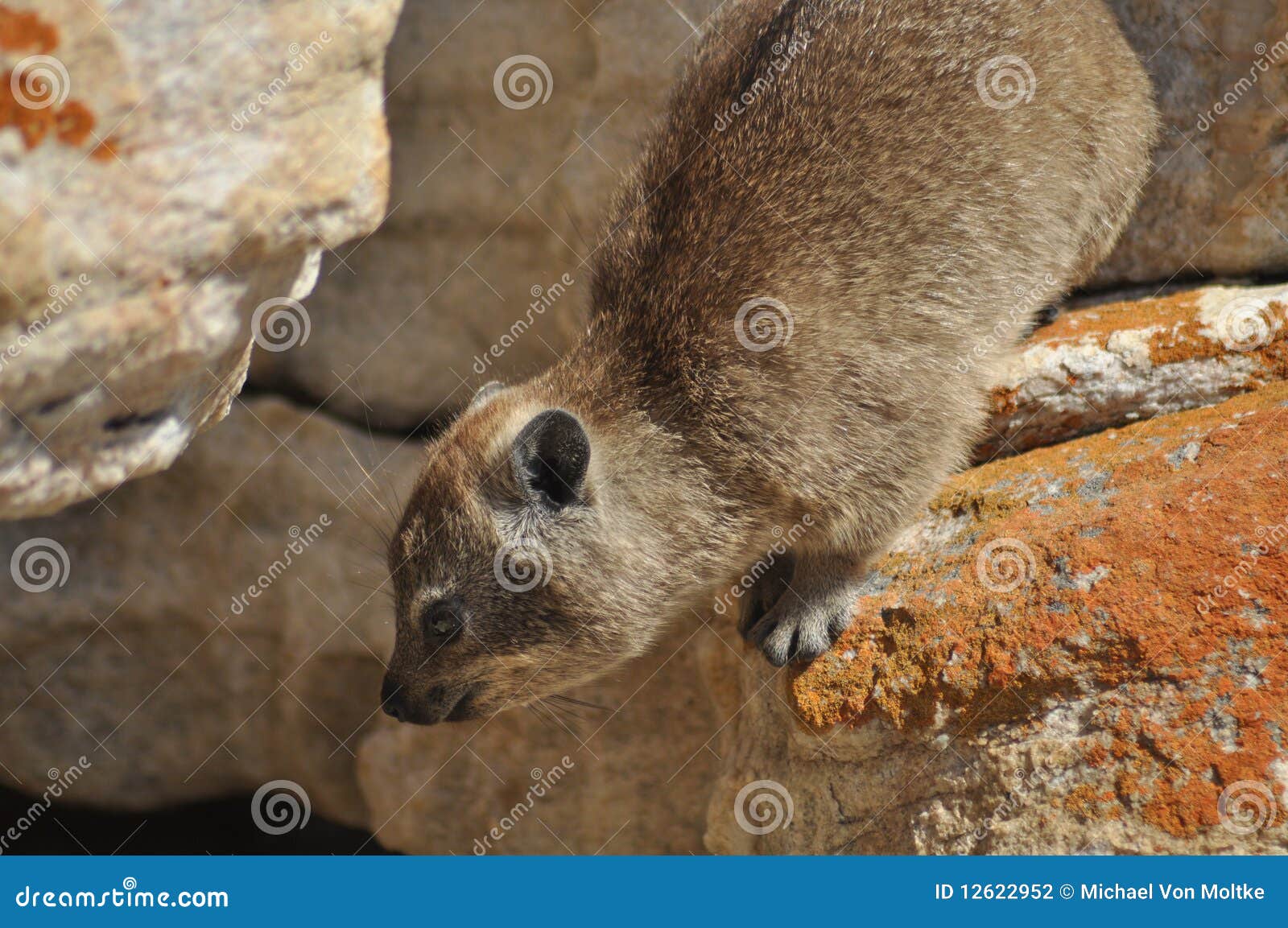 Rock rabbit climbing down stock photo. Image of rabbit - 12622952