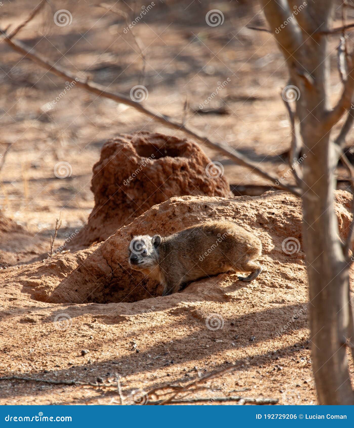Rock rabbit stock photo. Image of pile, africa, fauna - 192729206