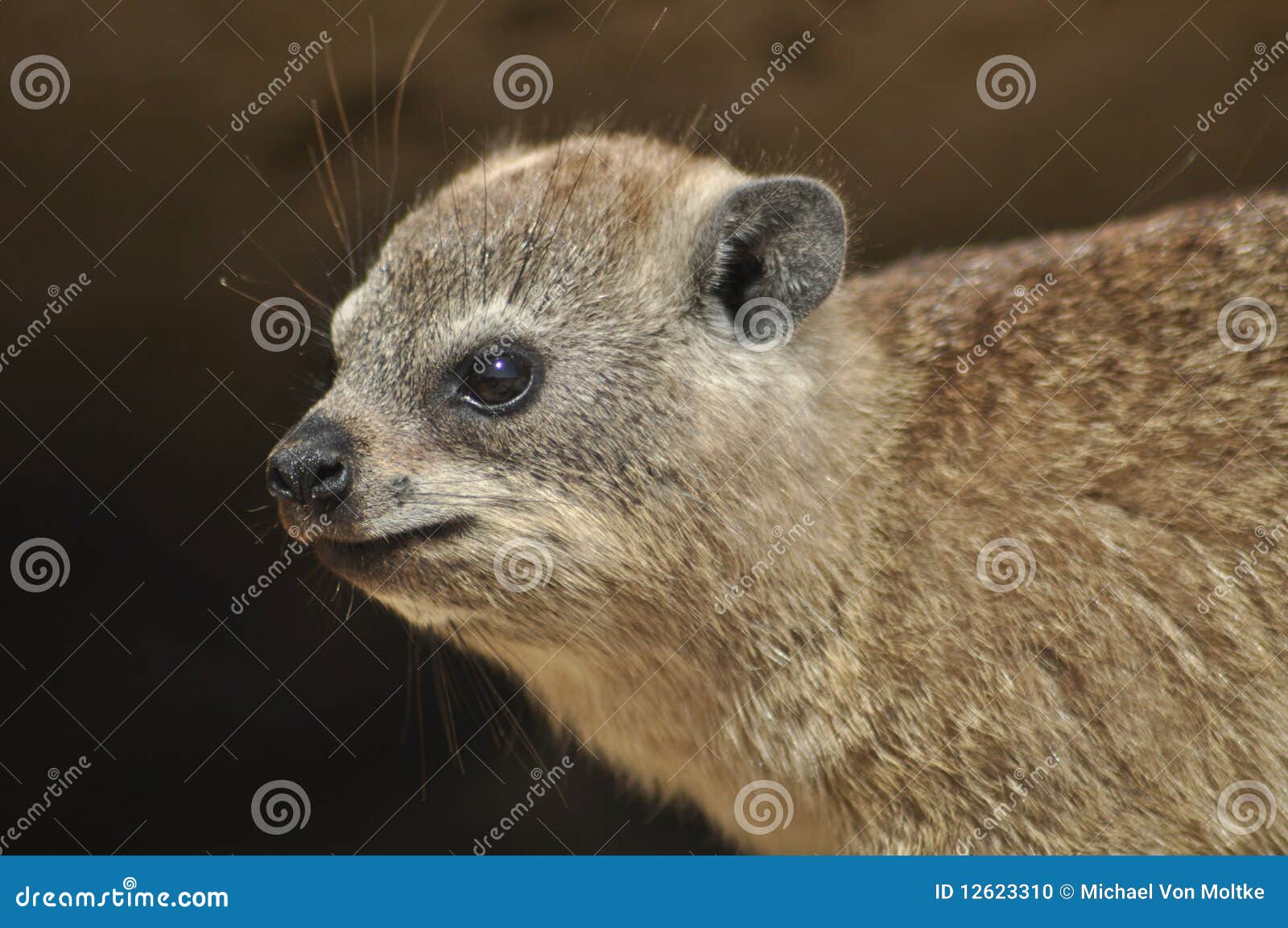 Rock rabbit face stock photo. Image of mouth, rabbit - 12623310