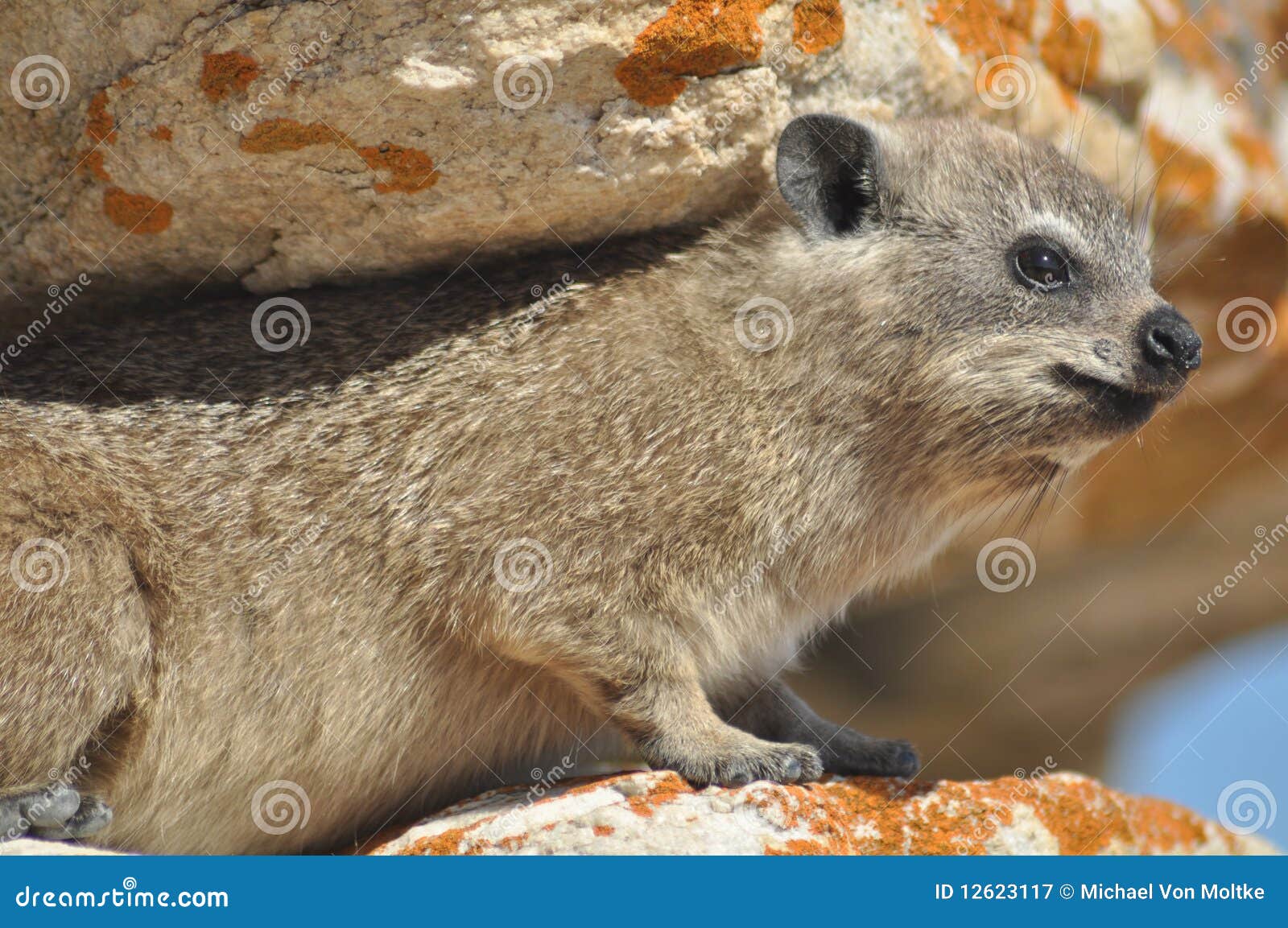 Rock rabbit getting up stock image. Image of nose, rabbit - 12623117