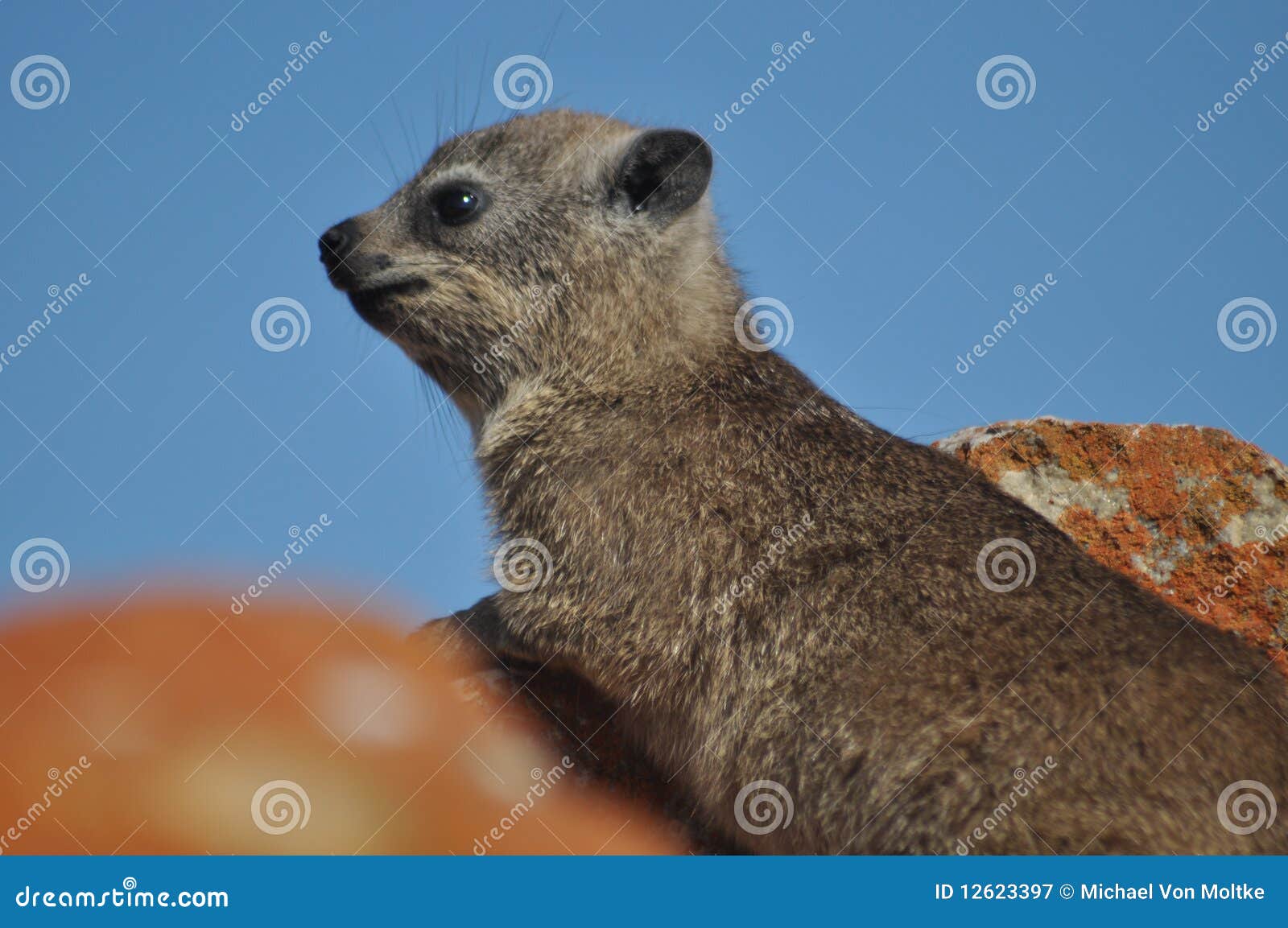 Rock rabbit lookout stock image. Image of rabbit, mouth - 12623397