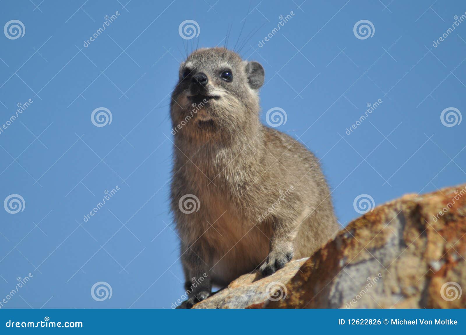 Rock rabbit sitting stock photo. Image of mounth, eyes - 12622826