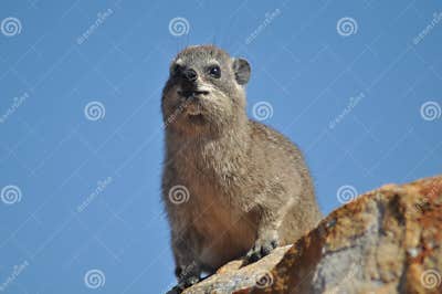 Rock rabbit sitting stock photo. Image of mounth, eyes - 12622826