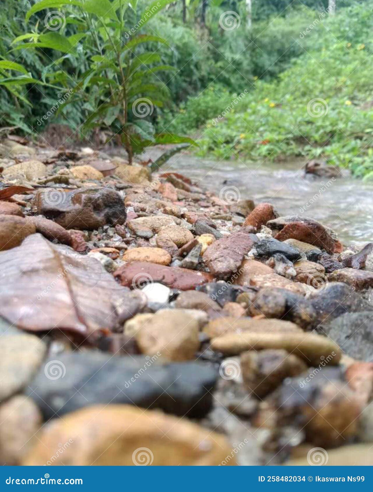 Rock in the river stock photo. Image of nature, rock - 258482034