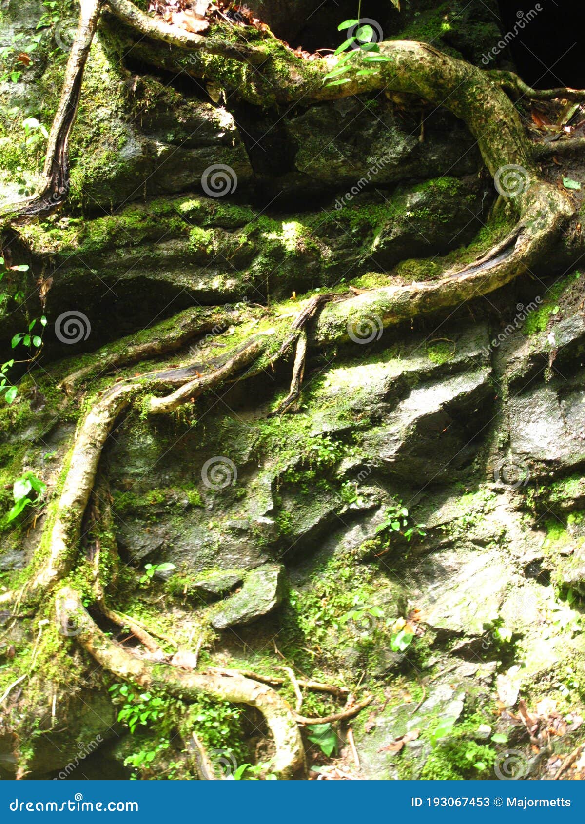 Rock and root with moss stock image. Image of moss, stones - 193067453
