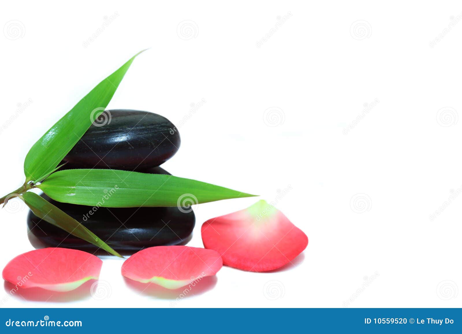 Rock Rose Bamboo stock photo. Image of freshness, culture - 10559520