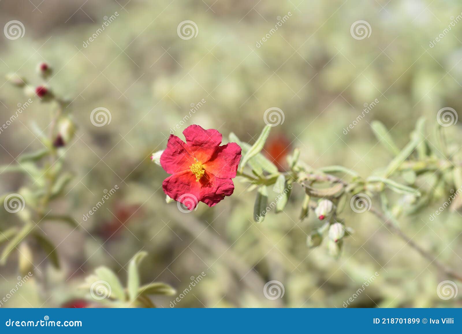Rose Fire Flash With Original Two-tone Color Of Buds Stock Image ...