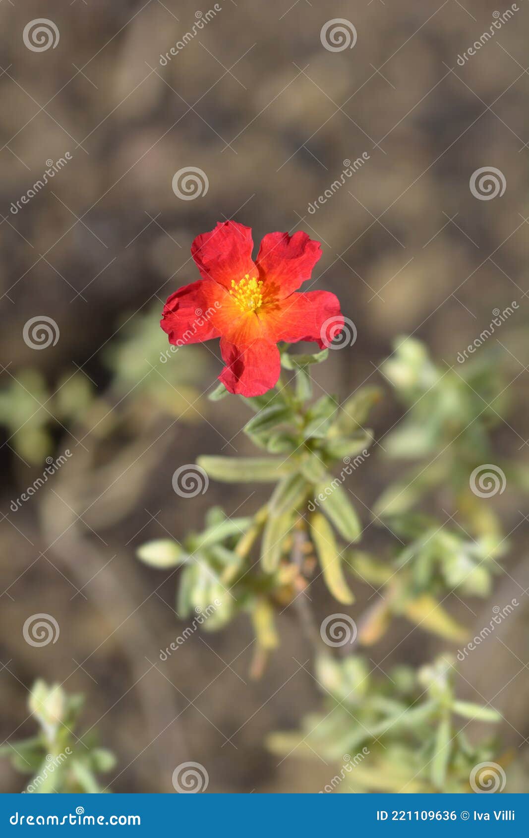 Rock rose Fire Dragon stock photo. Image of plant, close - 221109636