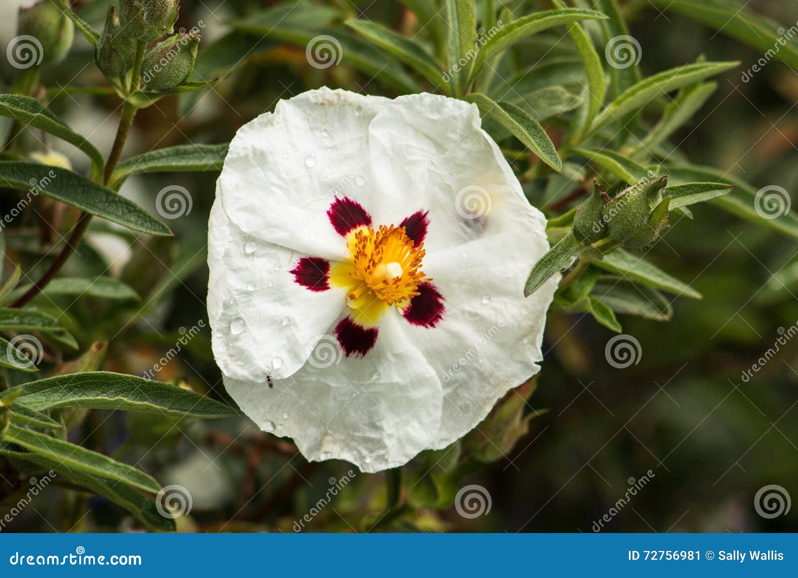 Rock Rose Fire Dragon Stock Photography | CartoonDealer.com #220309250
