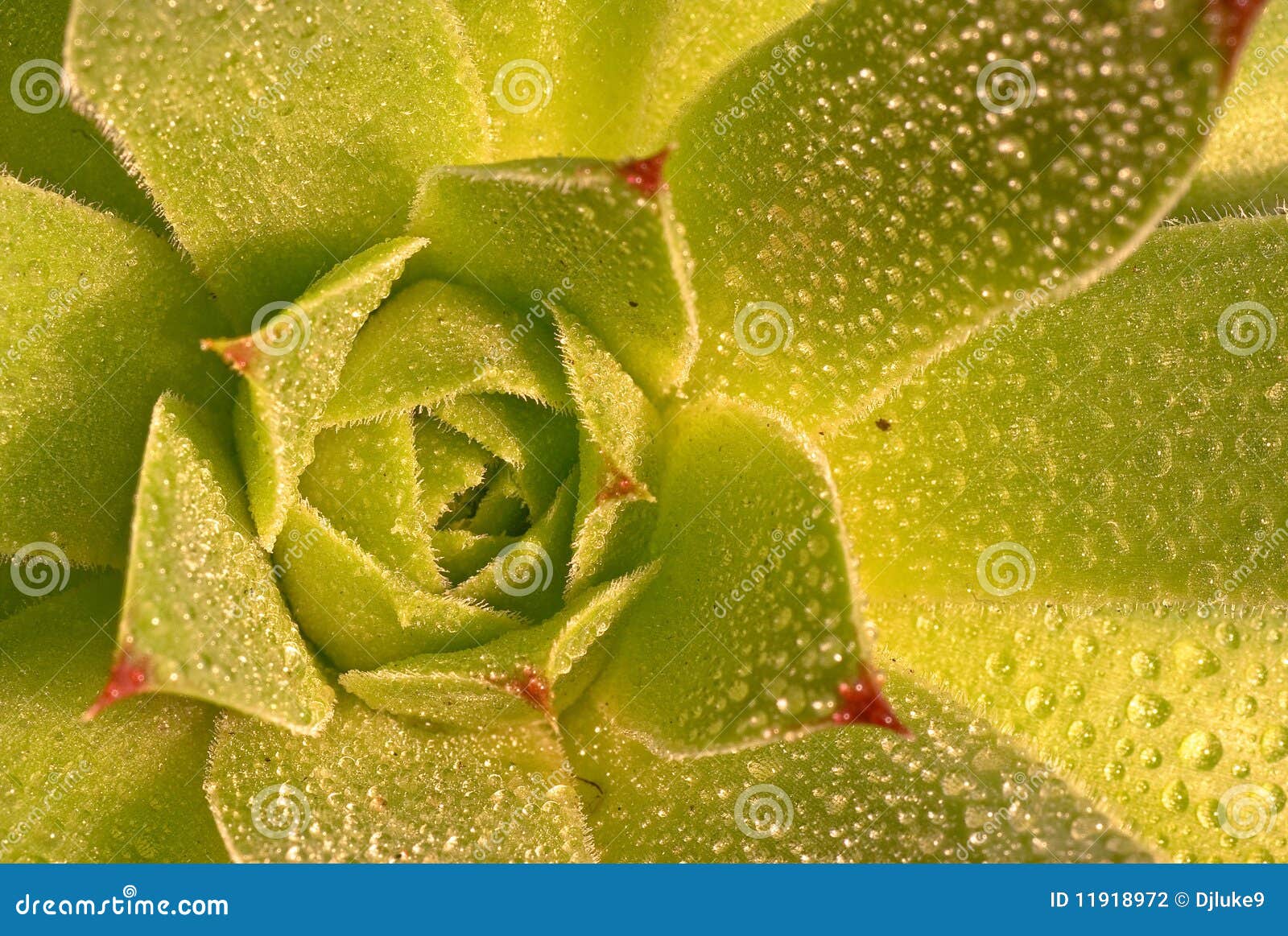 Rock Roses stock photo. Image of macro, droplets, beautiful - 11918972