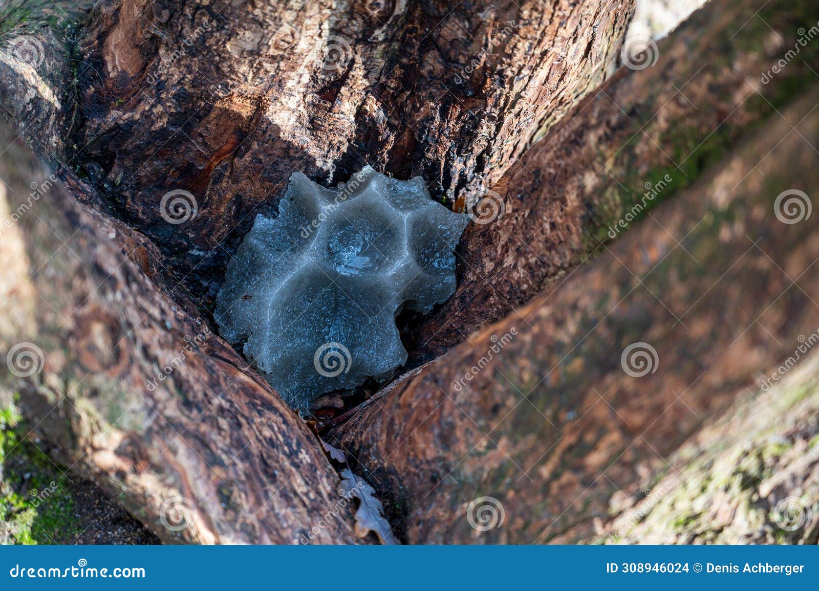 Rock Salt for Animals in the Forest in the Three-trunk Tree Stock Photo ...