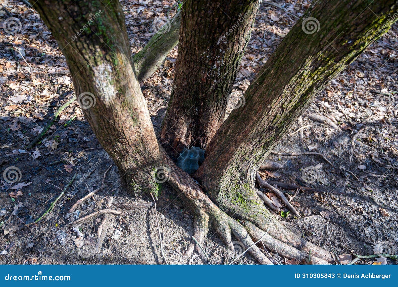 Rock Salt for Animals in the Forest in the Three-trunk Tree Stock Image ...
