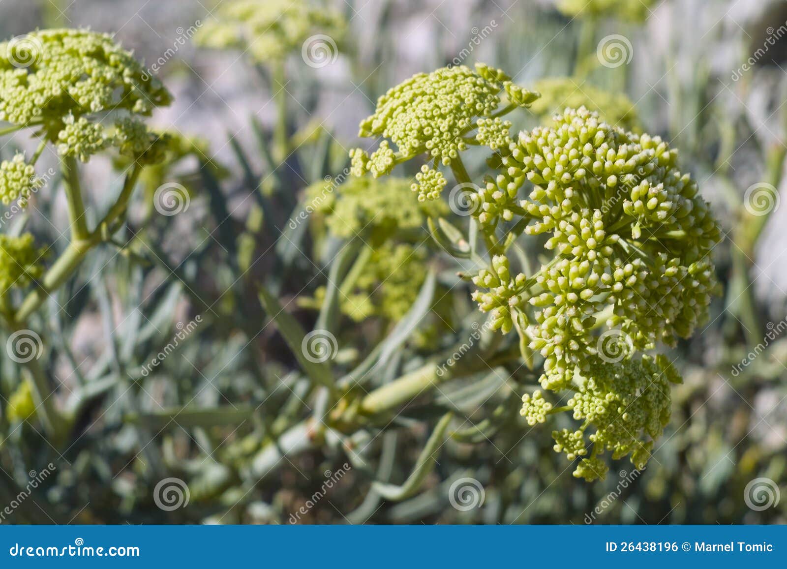 Rock Samphire (Crithmum Maritimum) Stock Photo - Image of flower ...