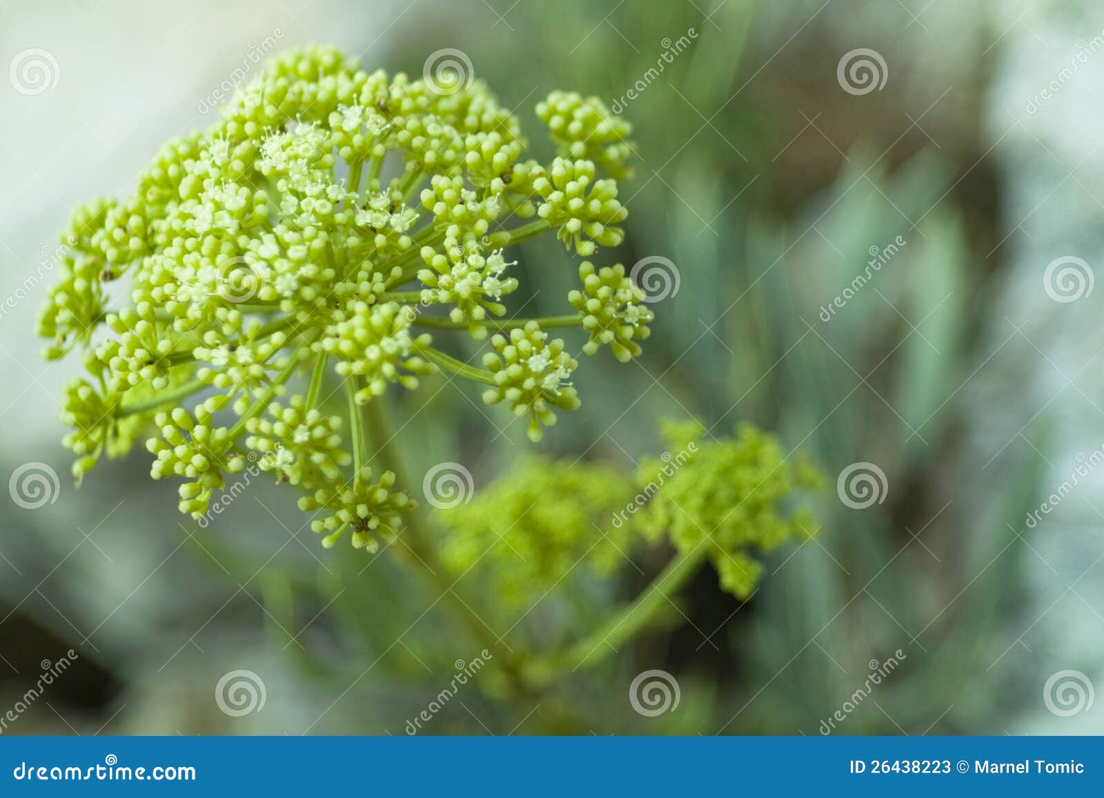 Rock Samphire (Crithmum Maritimum) Stock Image - Image of inflorescence ...