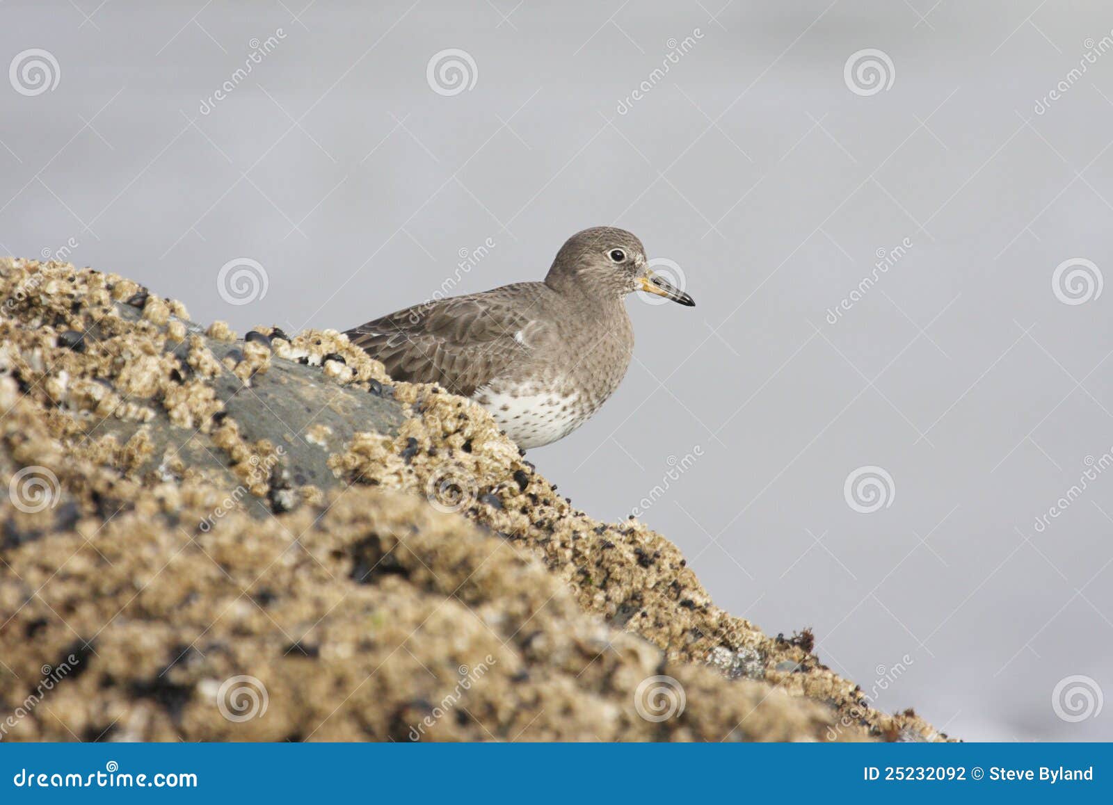 Rock Sandpiper (Calidris Ptilocnemis) Stock Photo - Image of pacific ...