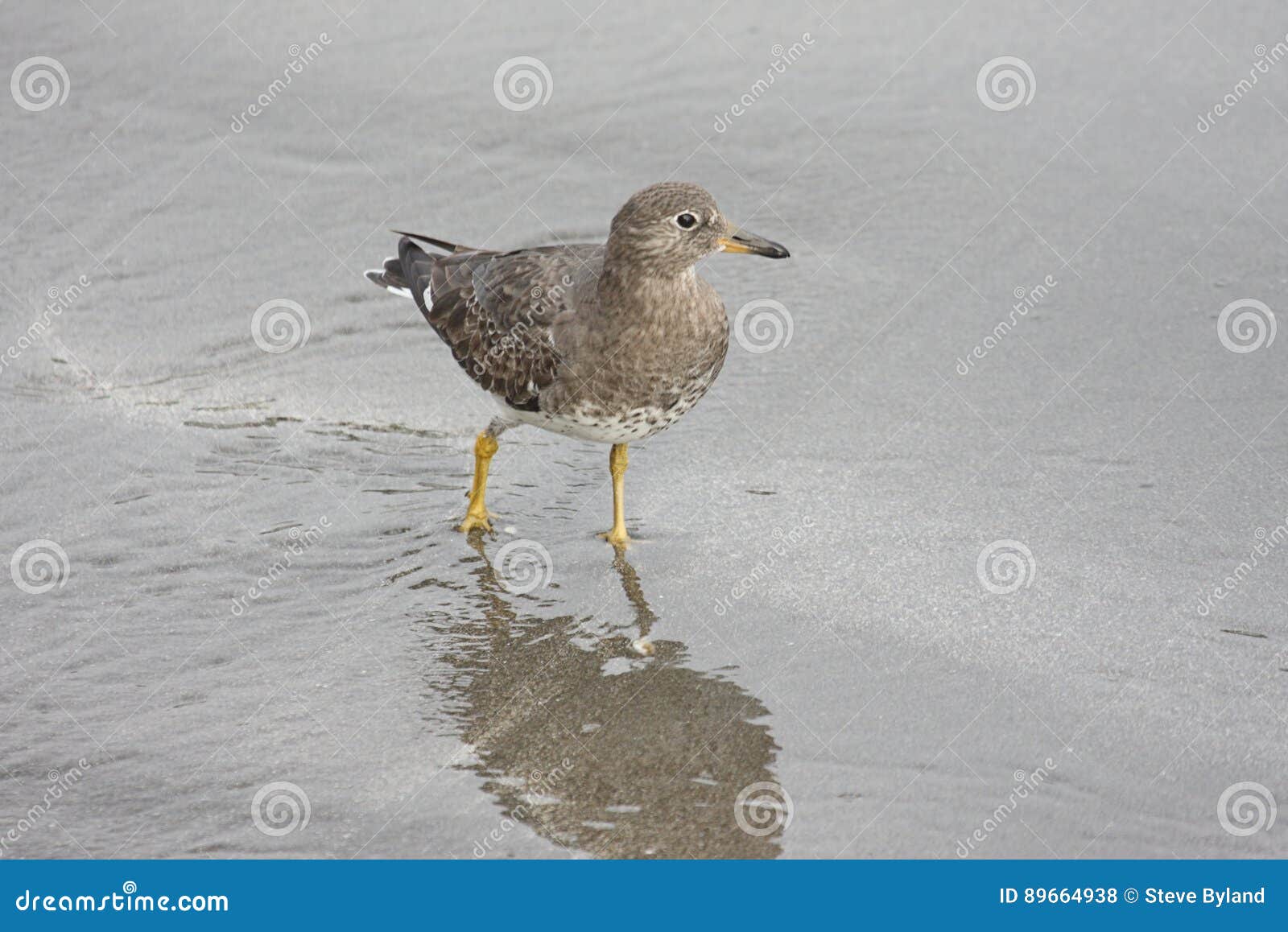Rock Sandpiper Calidris Ptilocnemis Stock Photo - Image of calidris ...