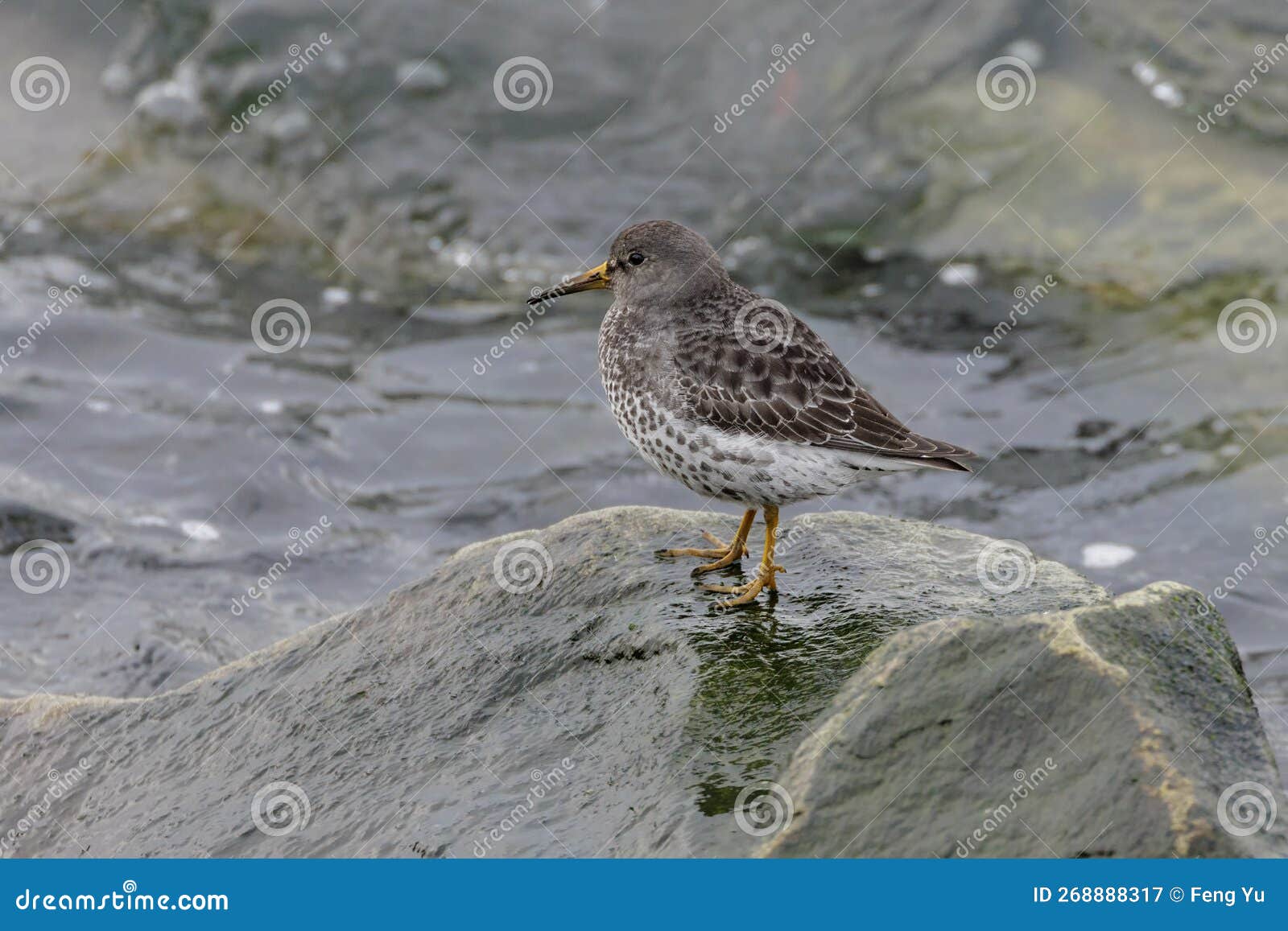 Rock sandpiper shorebird stock image. Image of america - 268888317