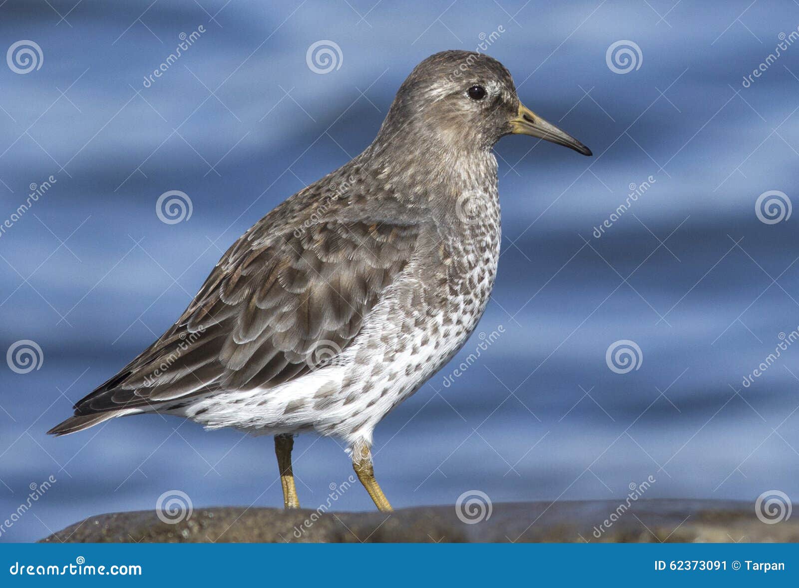 Rock Sandpiper Which Stands on a Rock Fall Day in Winter Stock Image ...