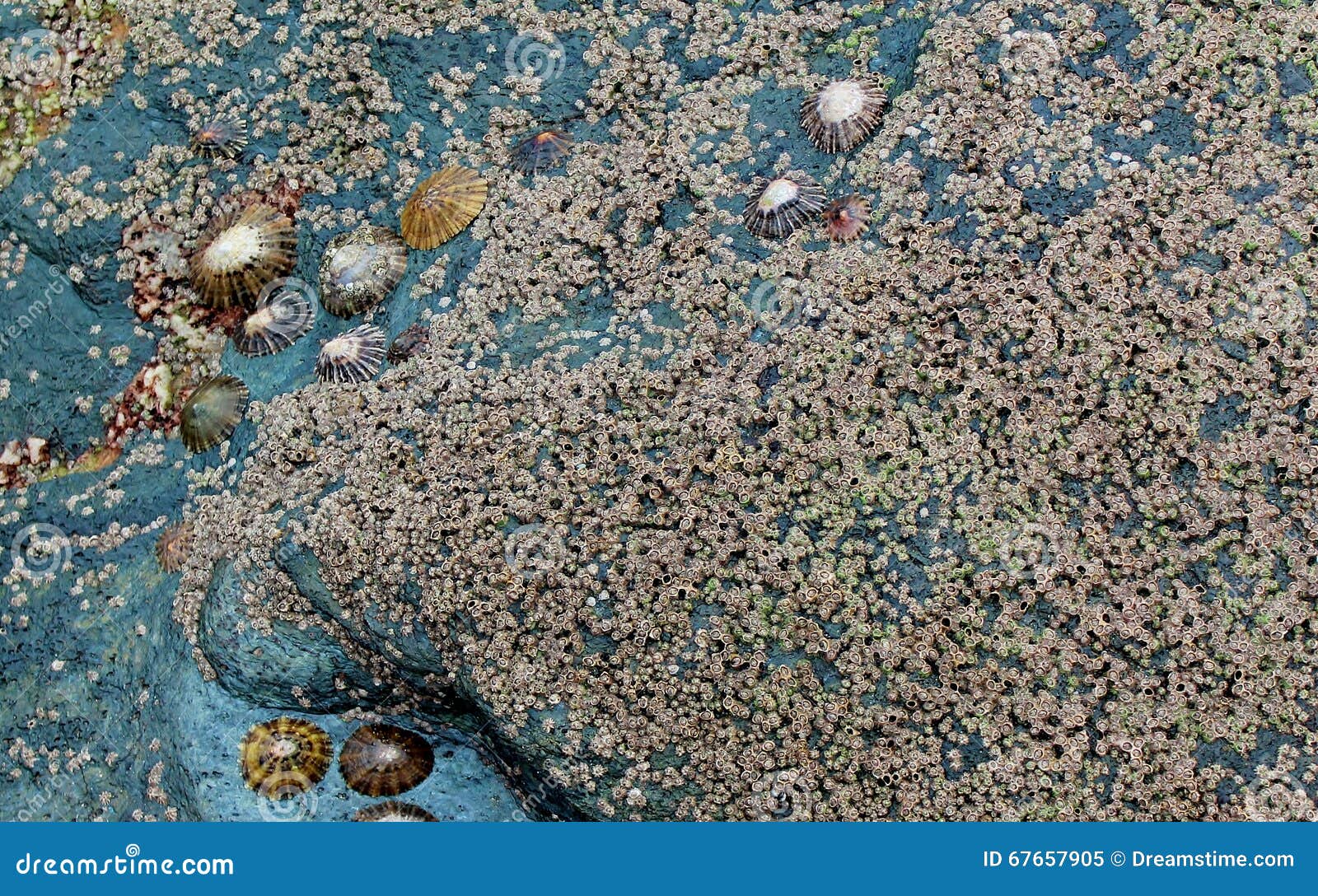 Rock sea shells on beach stock image. Image of holiday - 67657905