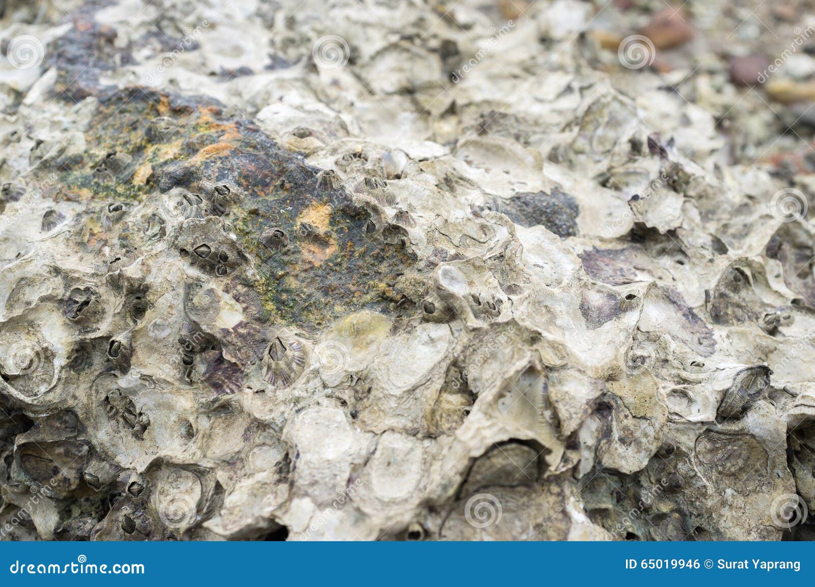 Rock Seashell at Beach Background Stock Photo - Image of seashell, rock ...