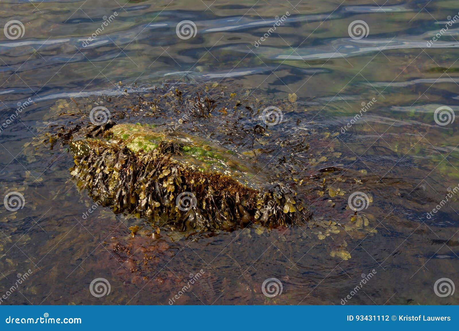 Rock with Seaweed in the Sea Stock Photo - Image of shore, boulder ...