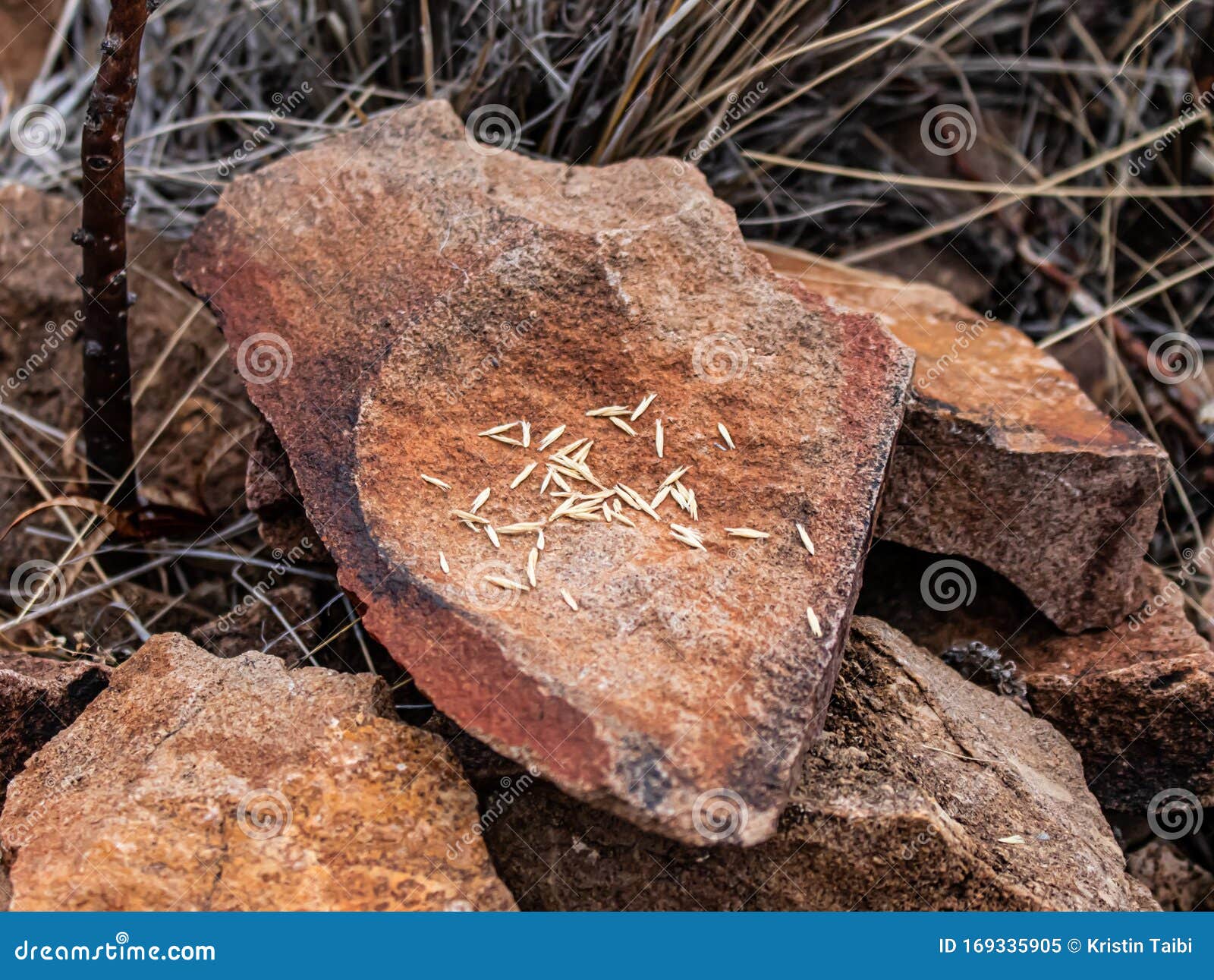 Rock stock image. Image of parable, seeds, christianity - 169335905