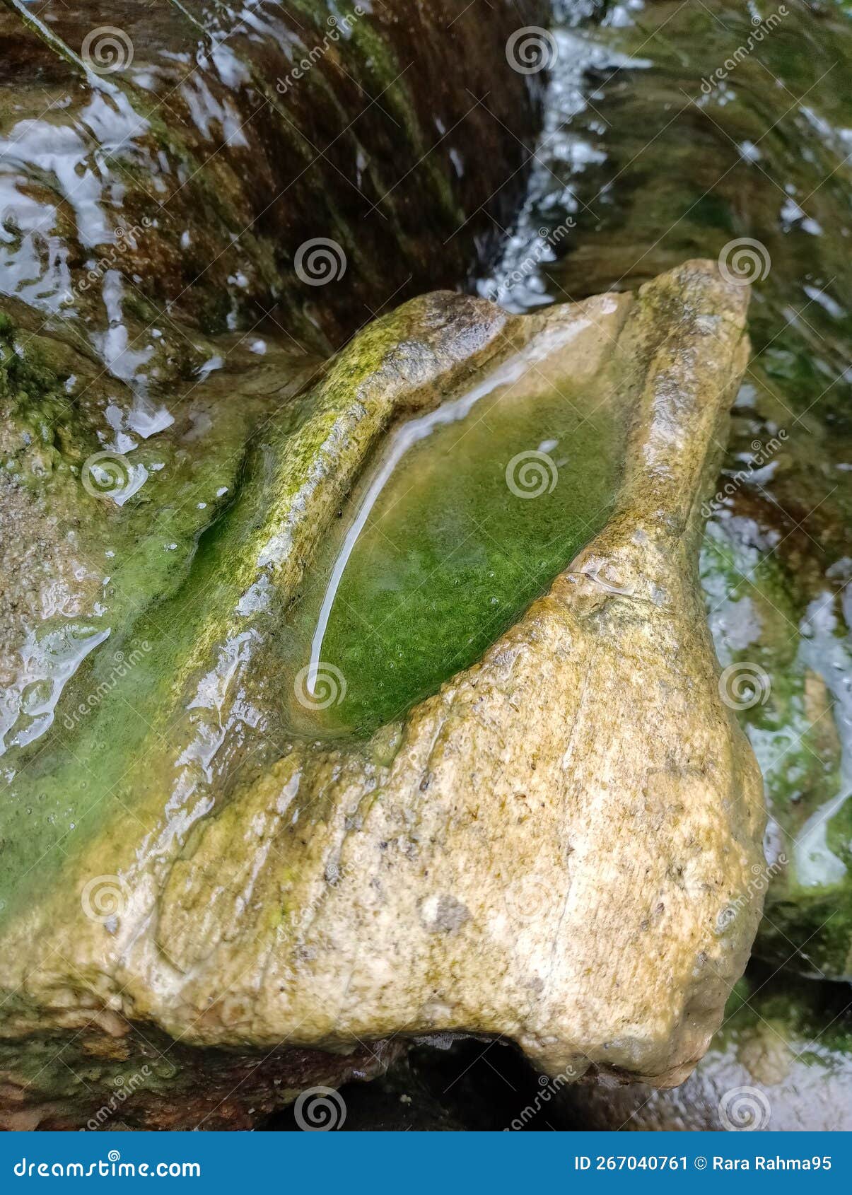 Rock-shaped Pond Inhabited by Green Moss Stock Image - Image of ...