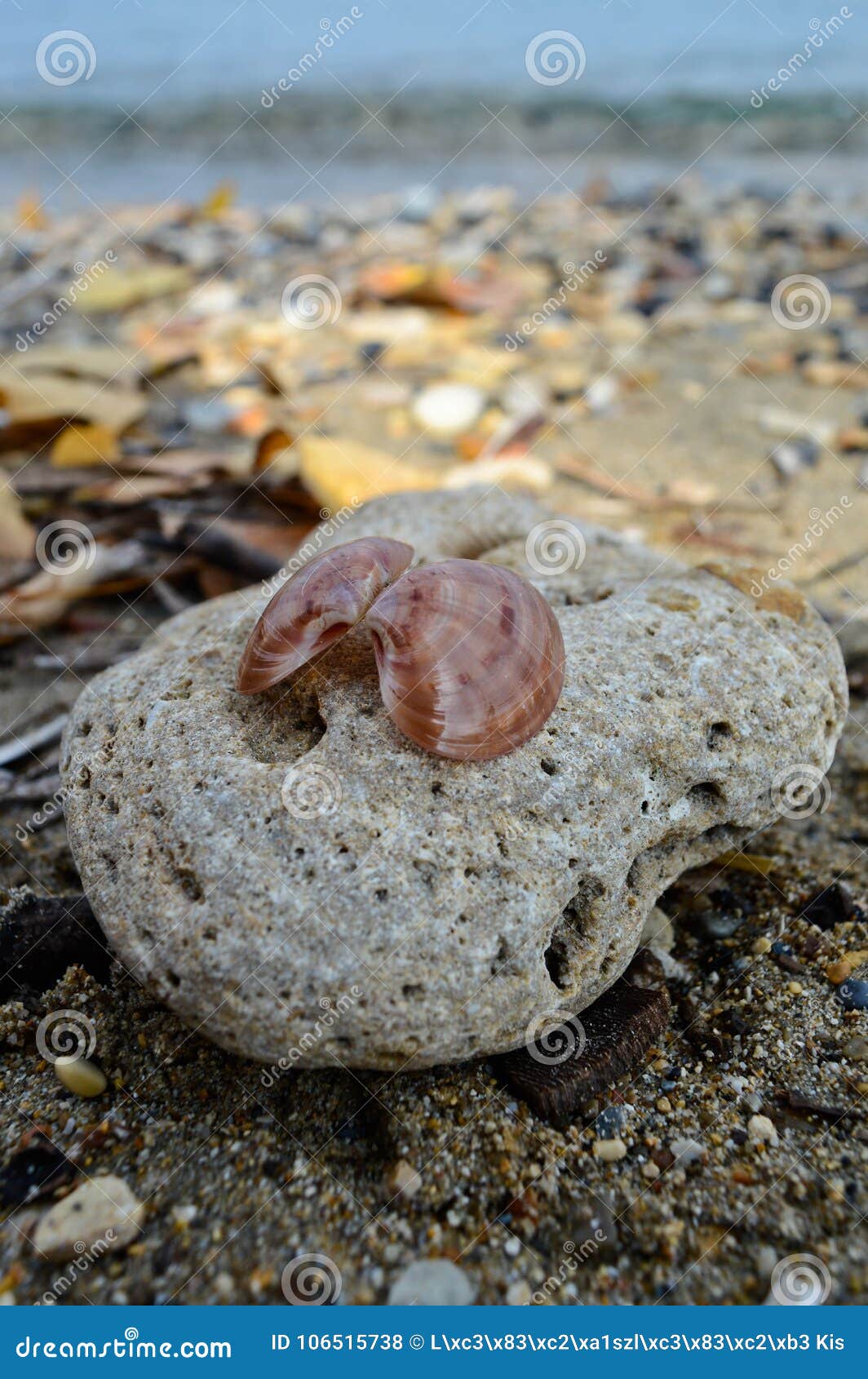 Rock Shell Or Ramose Murex Chicoreus Seashell Royalty-Free Stock Image ...