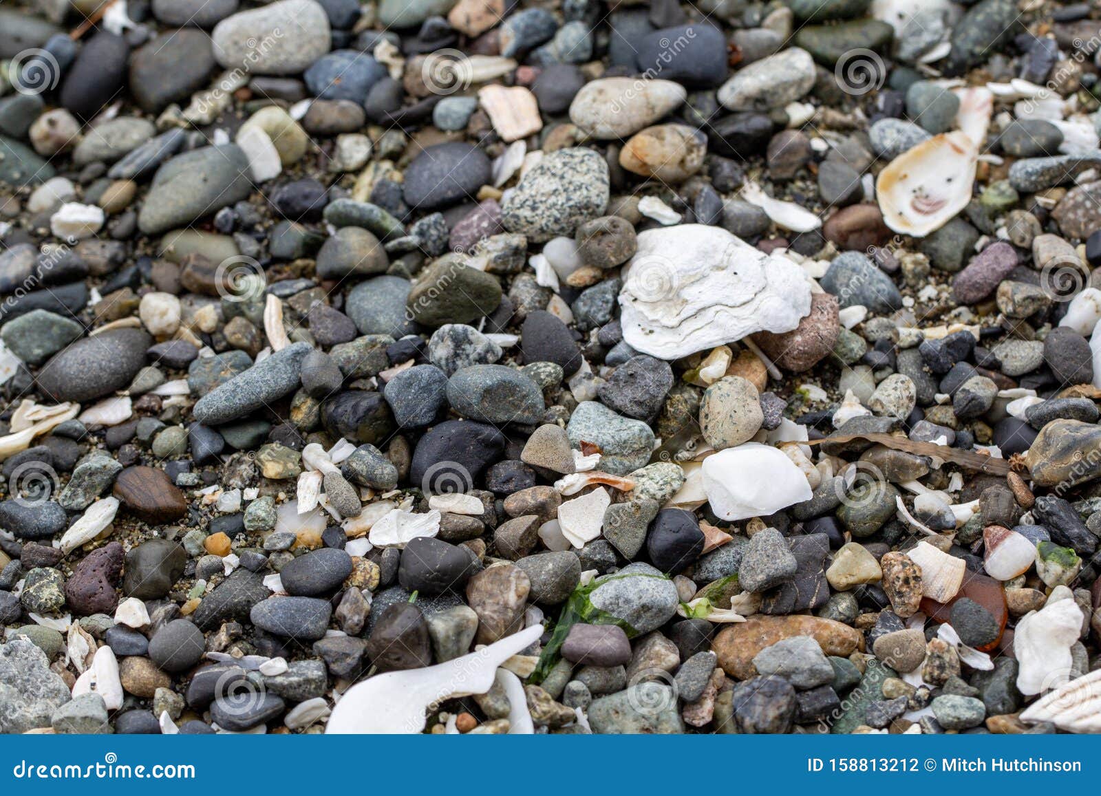 Rock and Shell on the Ground Stock Photo - Image of brown, backgrounds ...