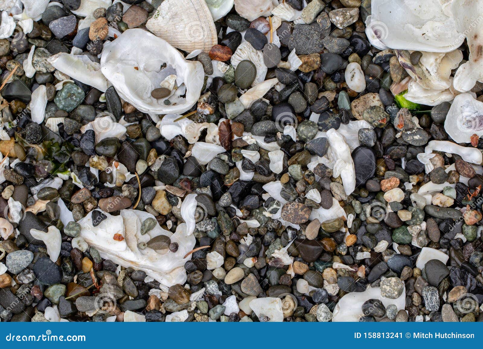 Rock Shell Or Ramose Murex Chicoreus Seashell Royalty-Free Stock Image ...