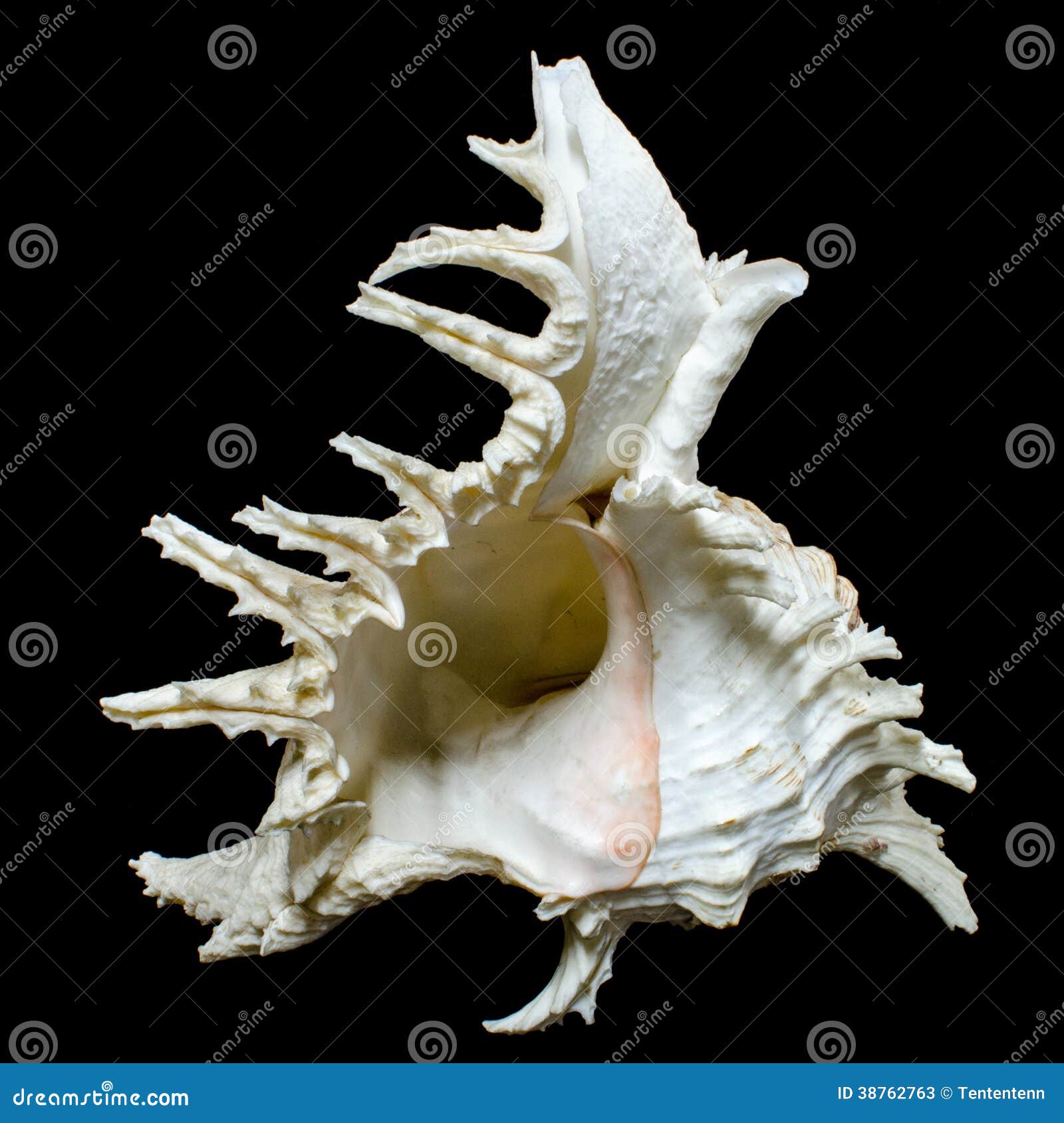 Ramose Murex Shells For Sale On The Beach Market. Chicoreus Ramosus ...