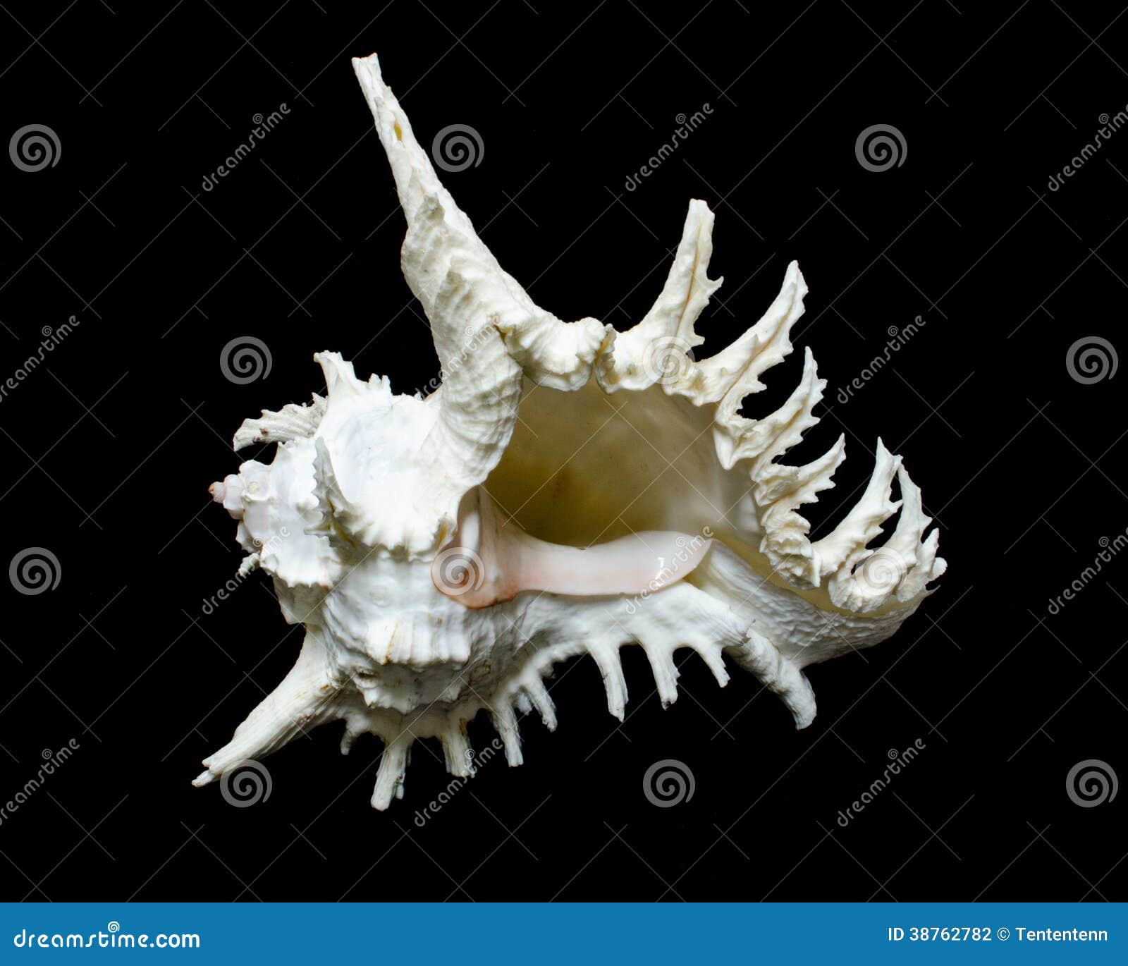 Rock Shell or Ramose Murex Chicoreus Seashell Stock Photo - Image of ...