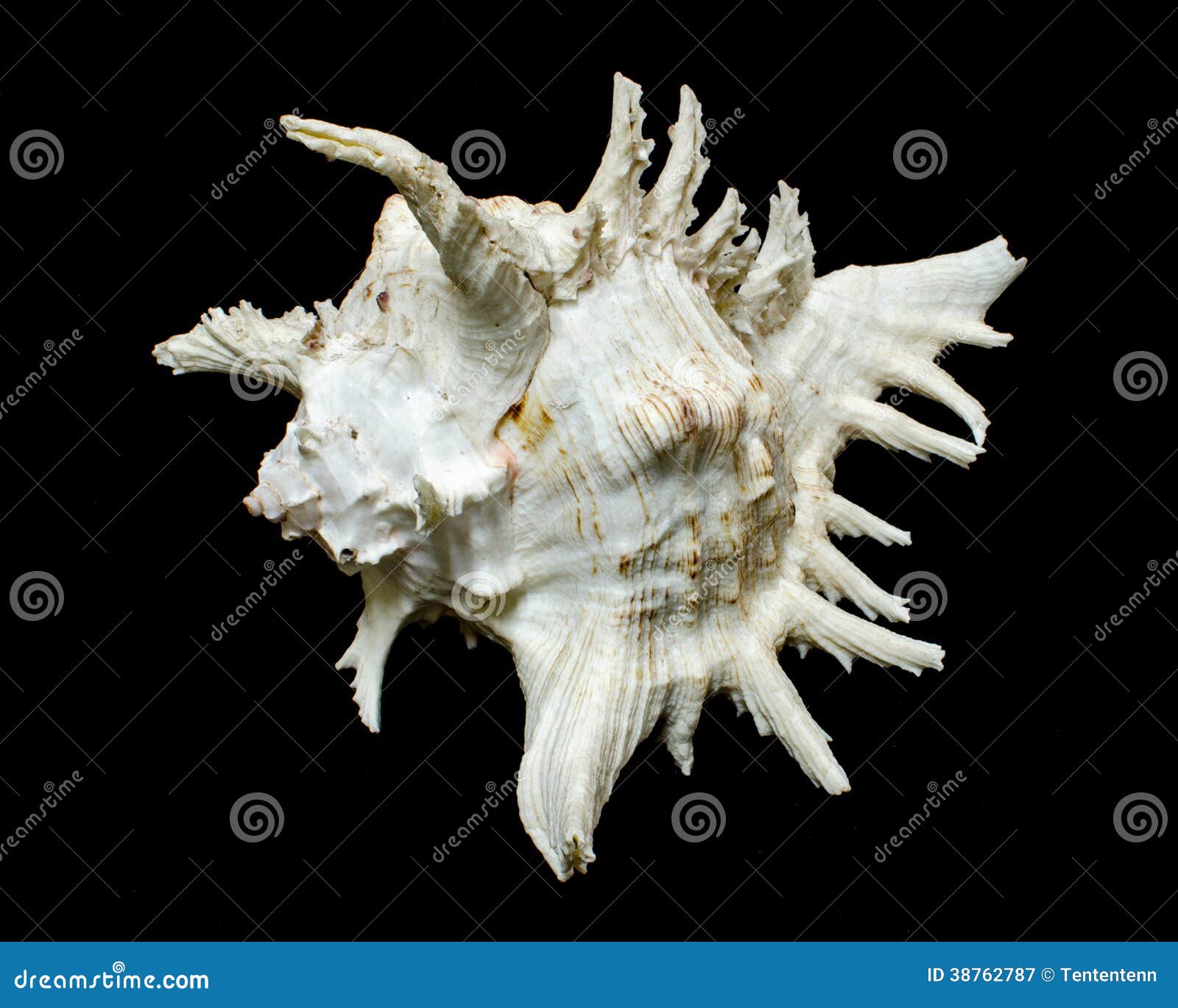 Ramose Murex Shells For Sale On The Beach Market. Chicoreus Ramosus ...