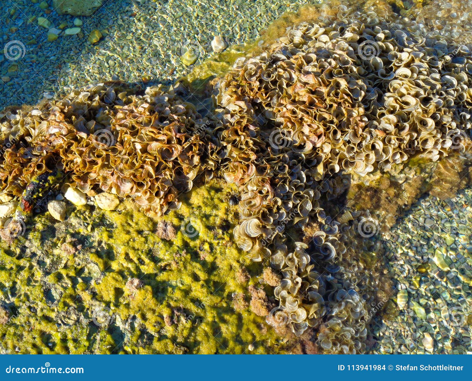 A rock with shells stock photo. Image of nature, marine - 113941984