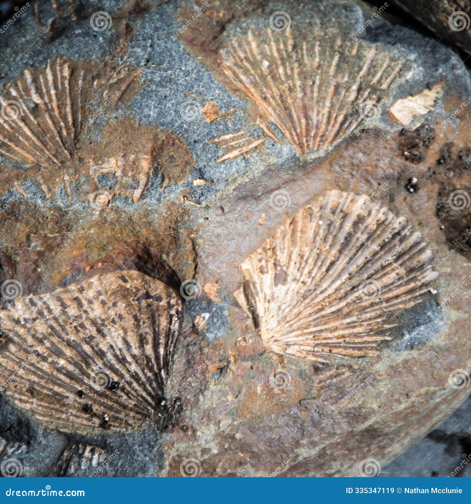 Multiple Fossils Embedded In Smooth Stone On White Background With ...