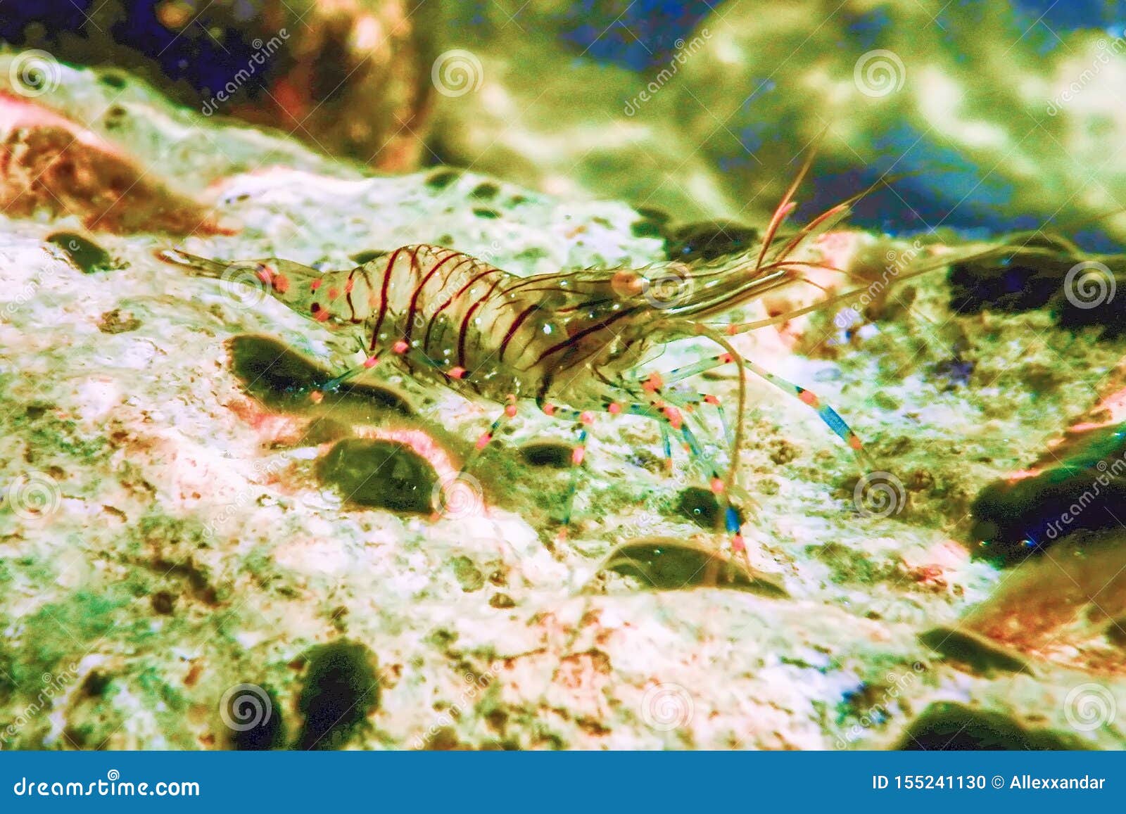 Rock Shrimp Underwater, Common Shrimp, Palaemon Serratus Underwater ...