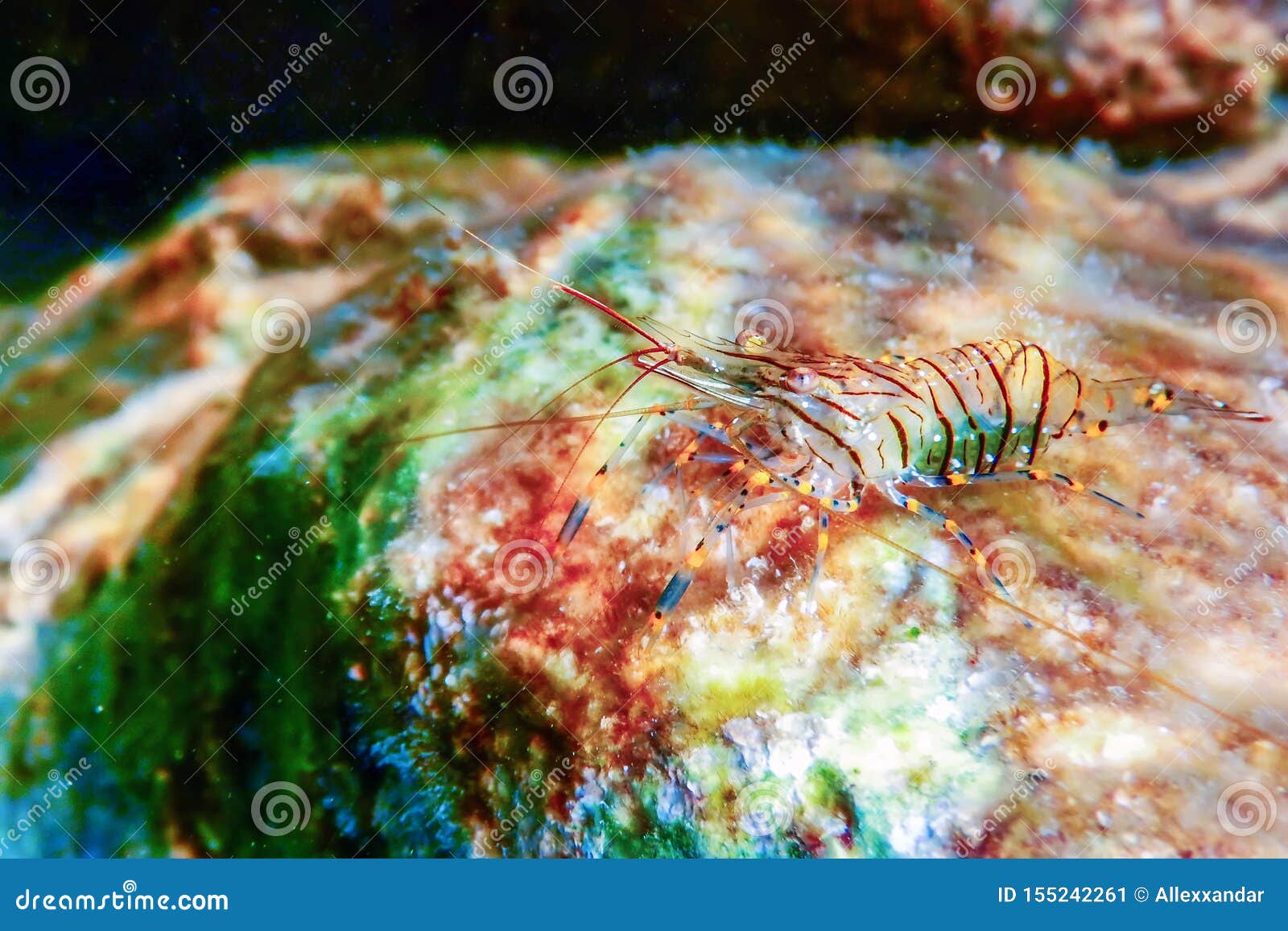 Rock Shrimp Underwater, Common Shrimp, Palaemon Serratus Underwater ...