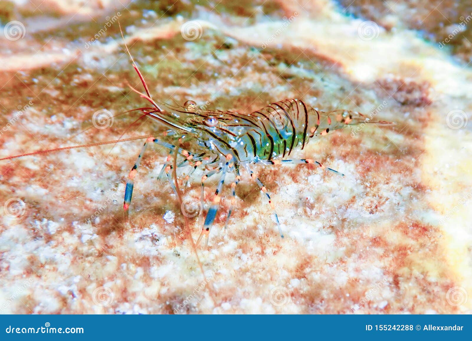 Rock Shrimp Underwater, Common Shrimp, Palaemon Serratus Underwater ...