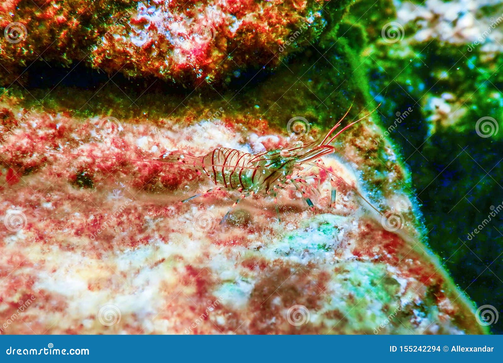 Rock Shrimp Underwater, Common Shrimp, Palaemon Serratus Underwater ...